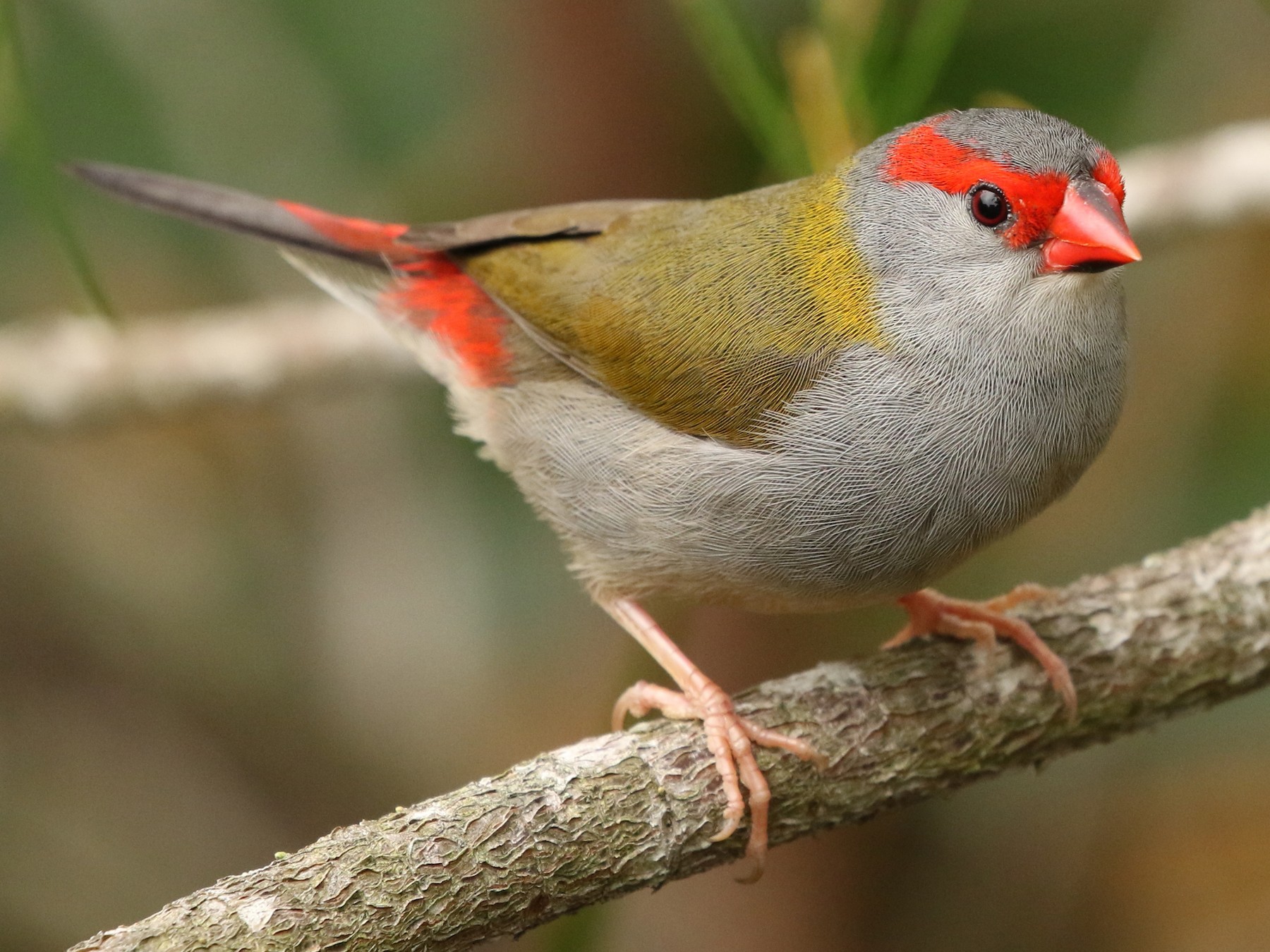 Red-browed Firetail - eBird