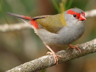 Red-browed Finch - eBird