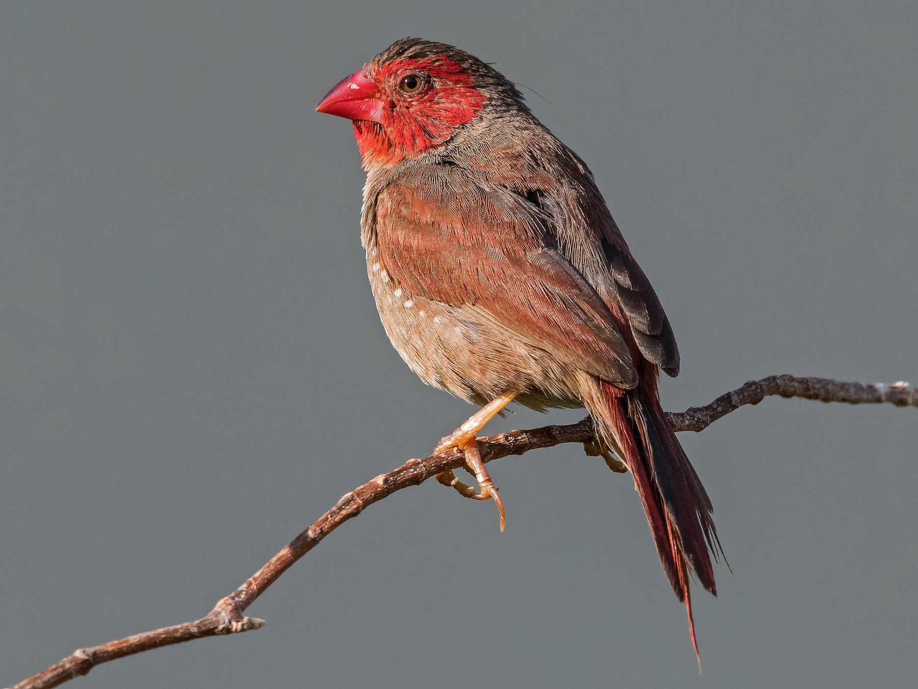 Crimson Finch - eBird