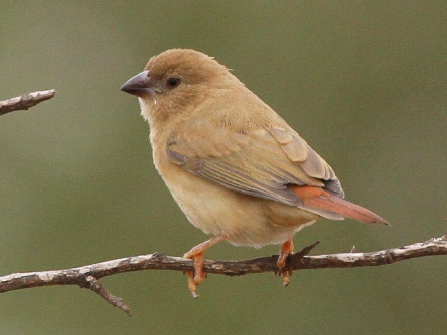 Star Finch - eBird