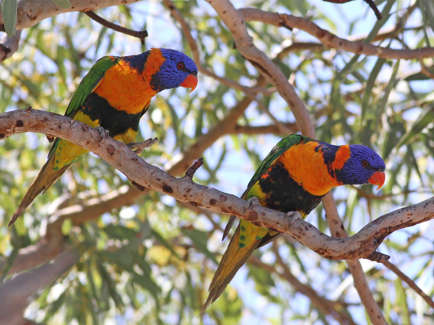 Red-collared Lorikeet - eBird