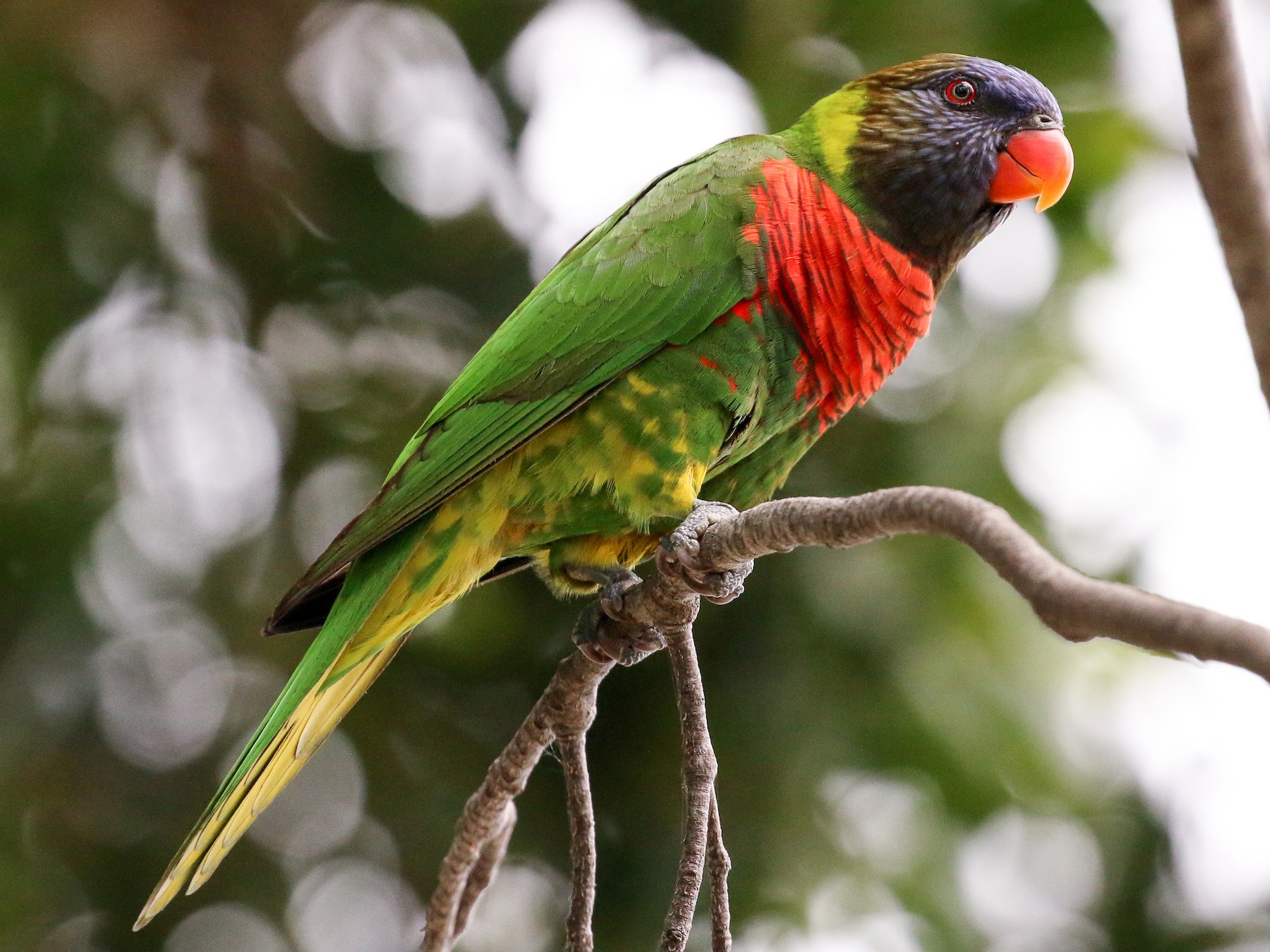 Coconut Lorikeet - eBird