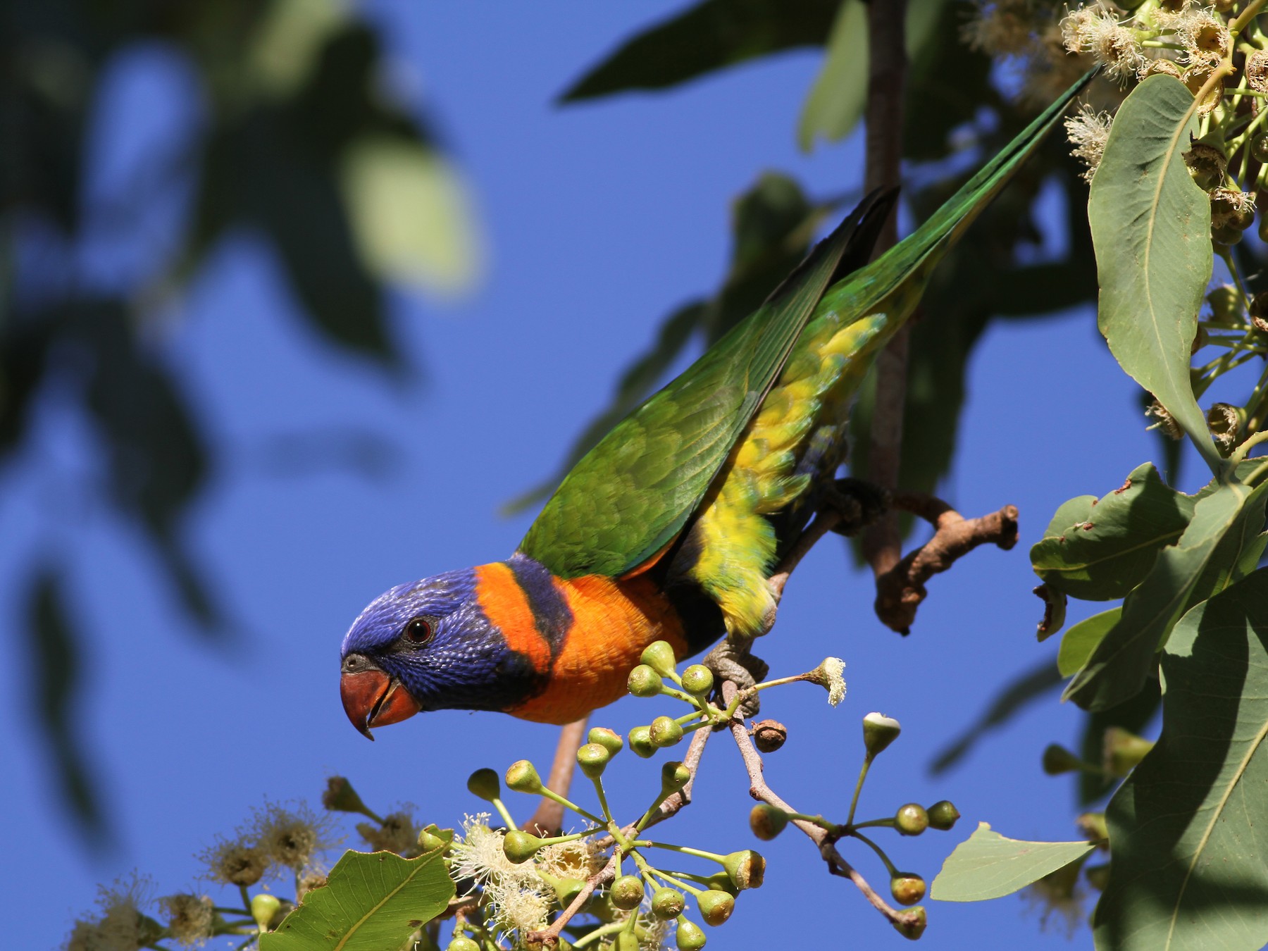 Red-collared Lorikeet - eBird