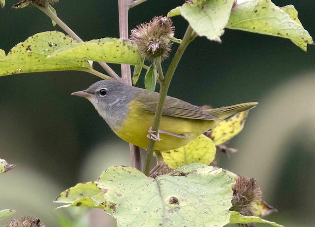 Mourning Warbler Female