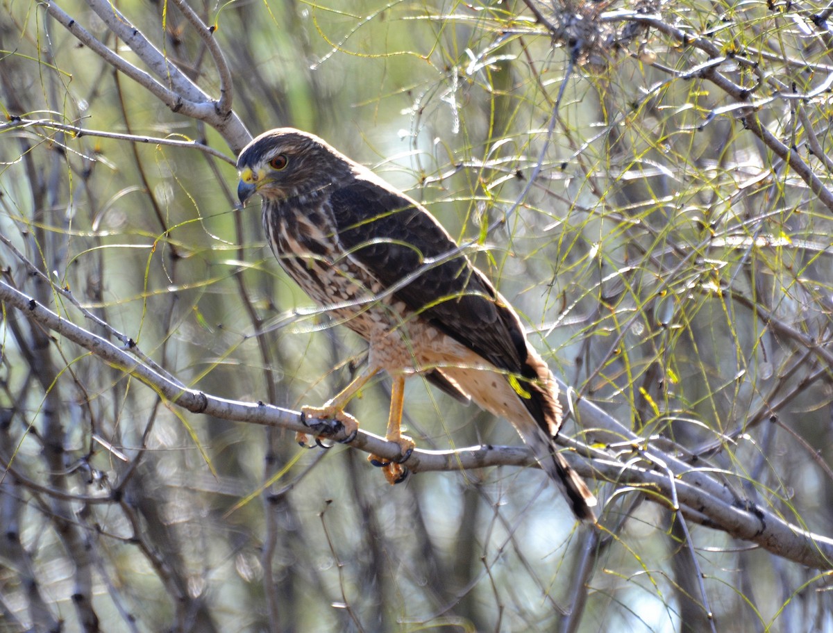 eBird Checklist - 30 Nov 2018 - Lower Rio Grande Valley NWR—Border ...