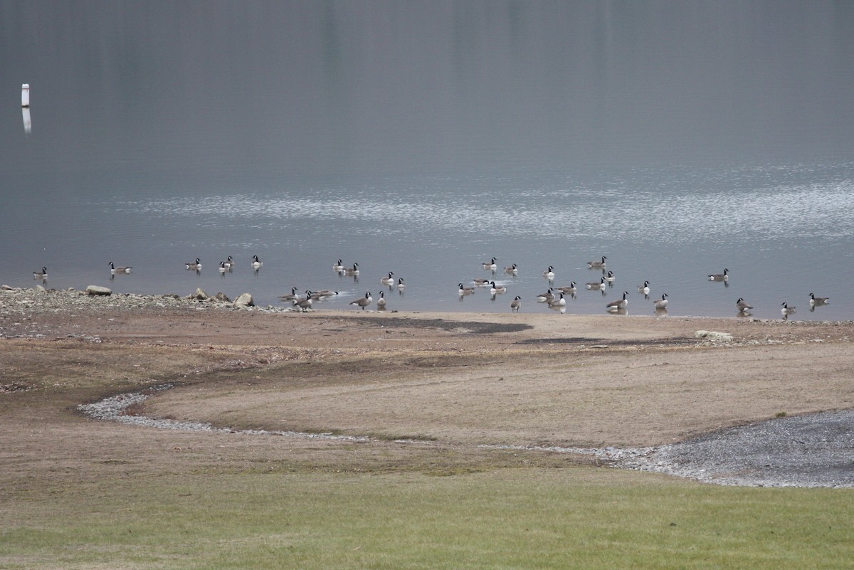 eBird Checklist - 1 Dec 2018 - Bald Eagle SP--Foster Joseph Sayers Dam ...