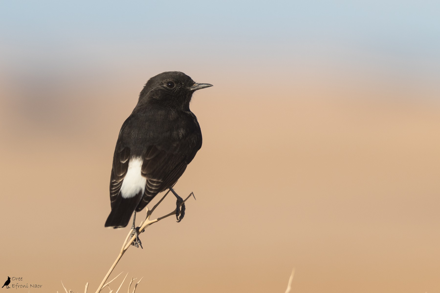 Mourning Wheatear (Basalt) - eBird