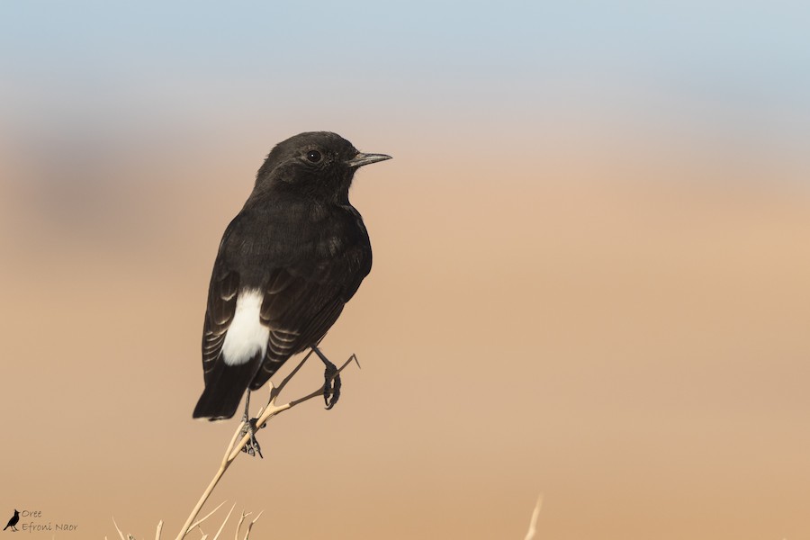 Mourning Wheatear (Basalt) - eBird