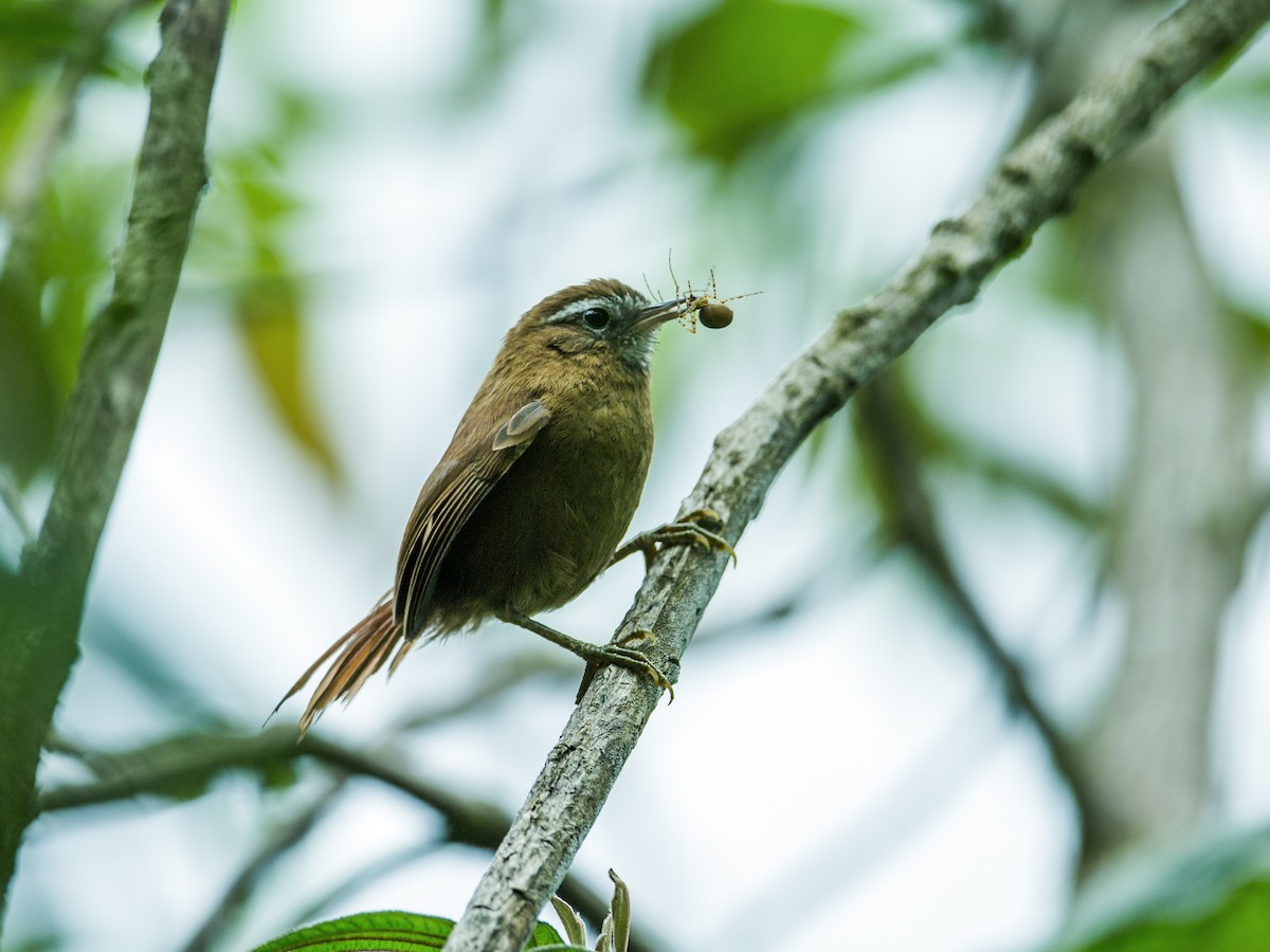 White-browed Spinetail (gularis) - eBird