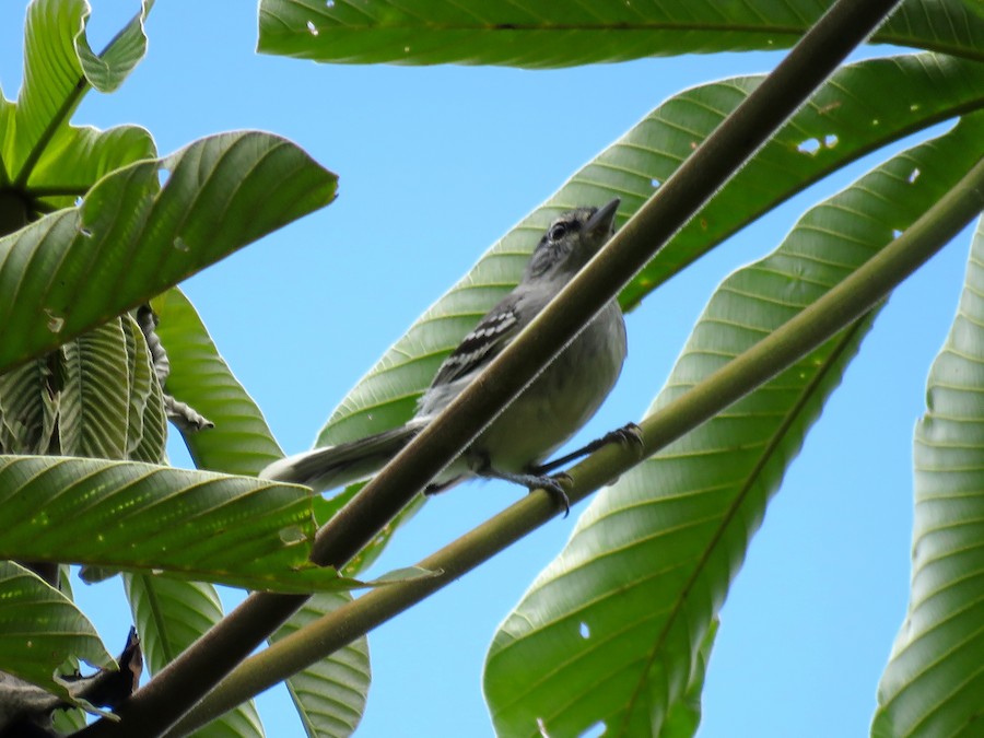 Tiluchi Inambari-Tambopata (forma no descrita) - eBird