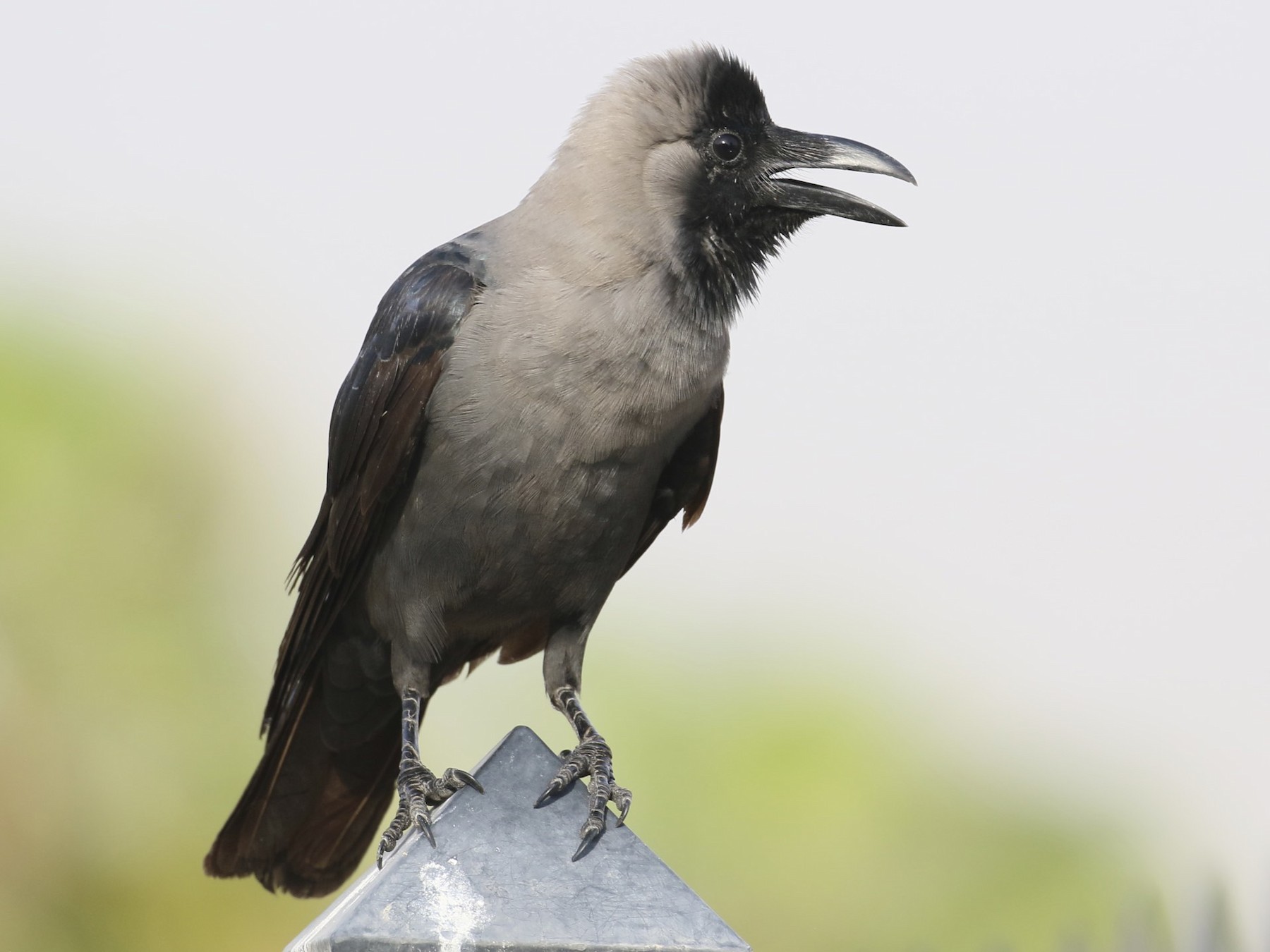 House Crow - eBird