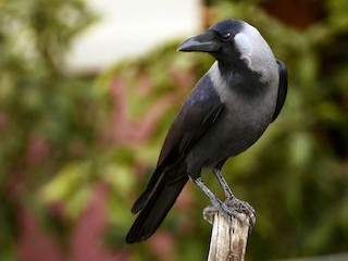 House Crow - eBird