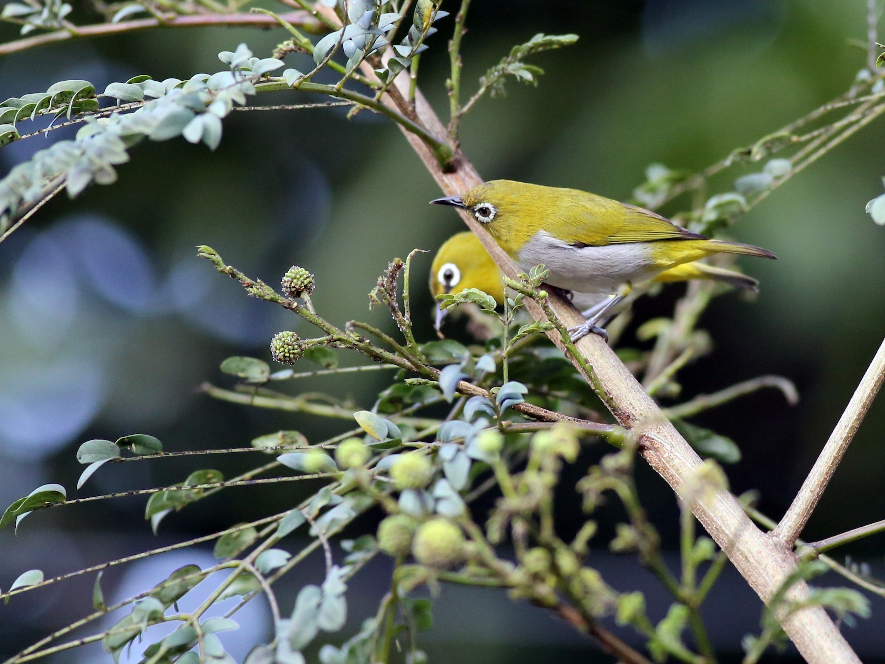 Indian White-eye - eBird
