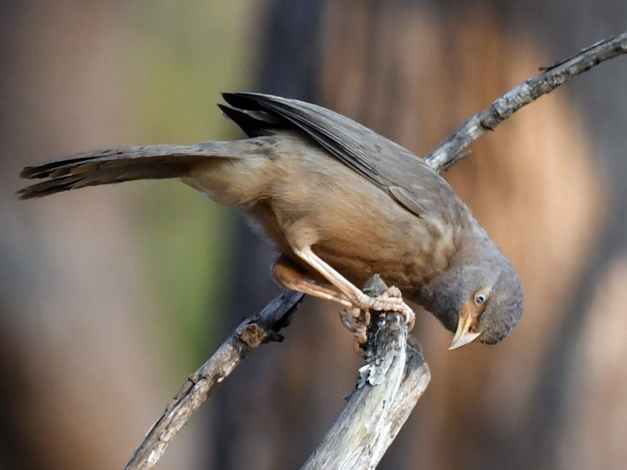 Jungle Babbler - eBird