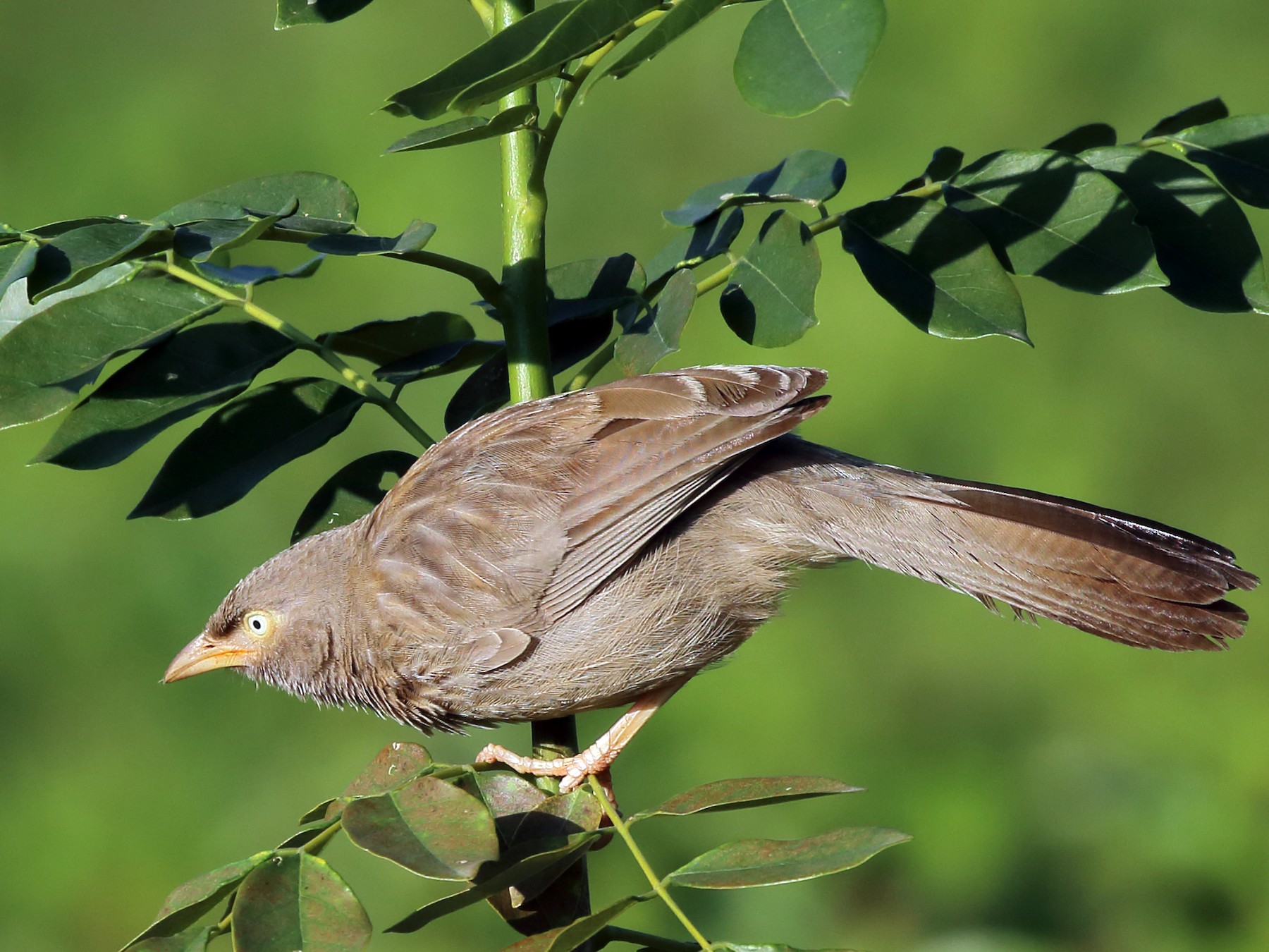 Jungle Babbler - eBird