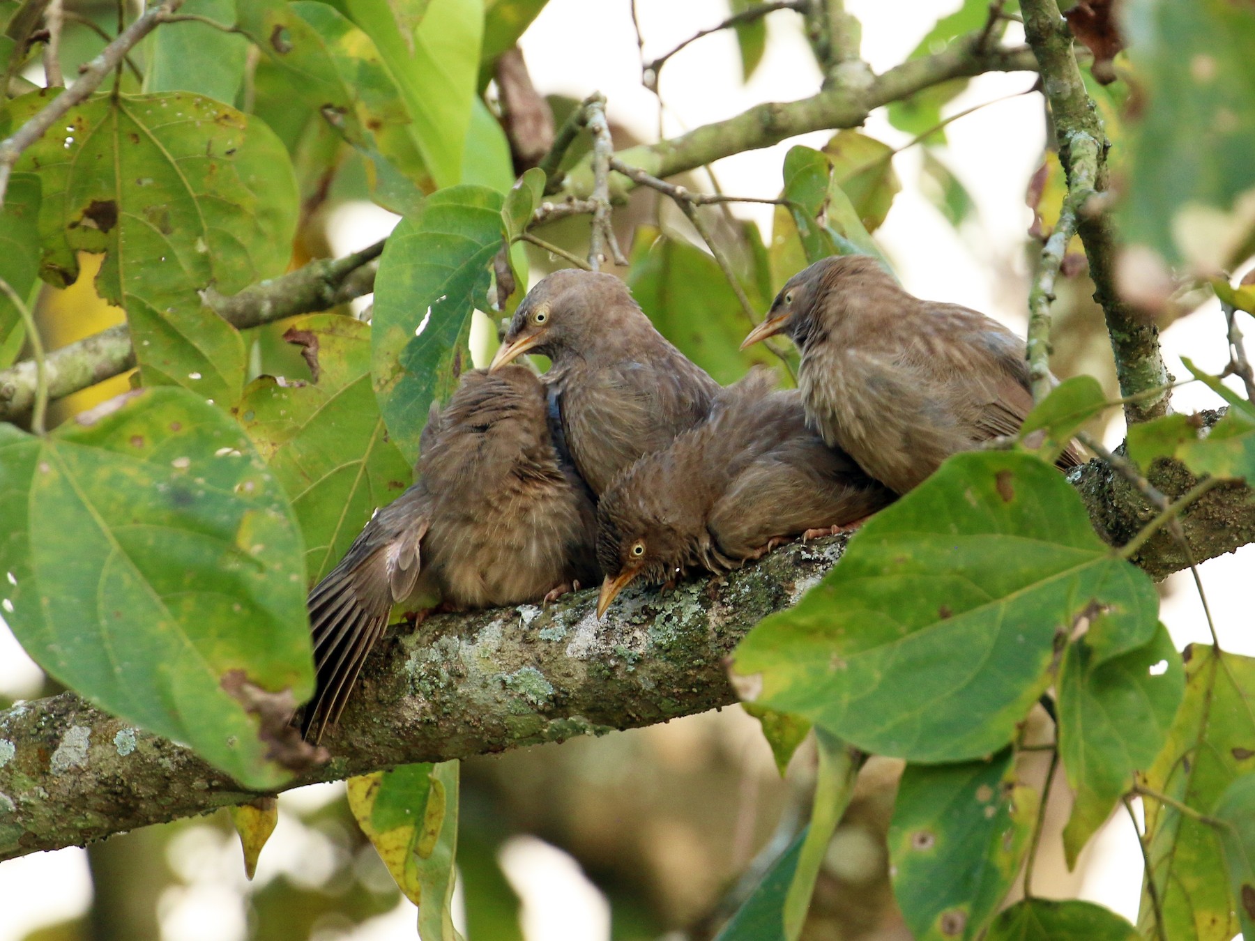 Jungle Babbler - eBird
