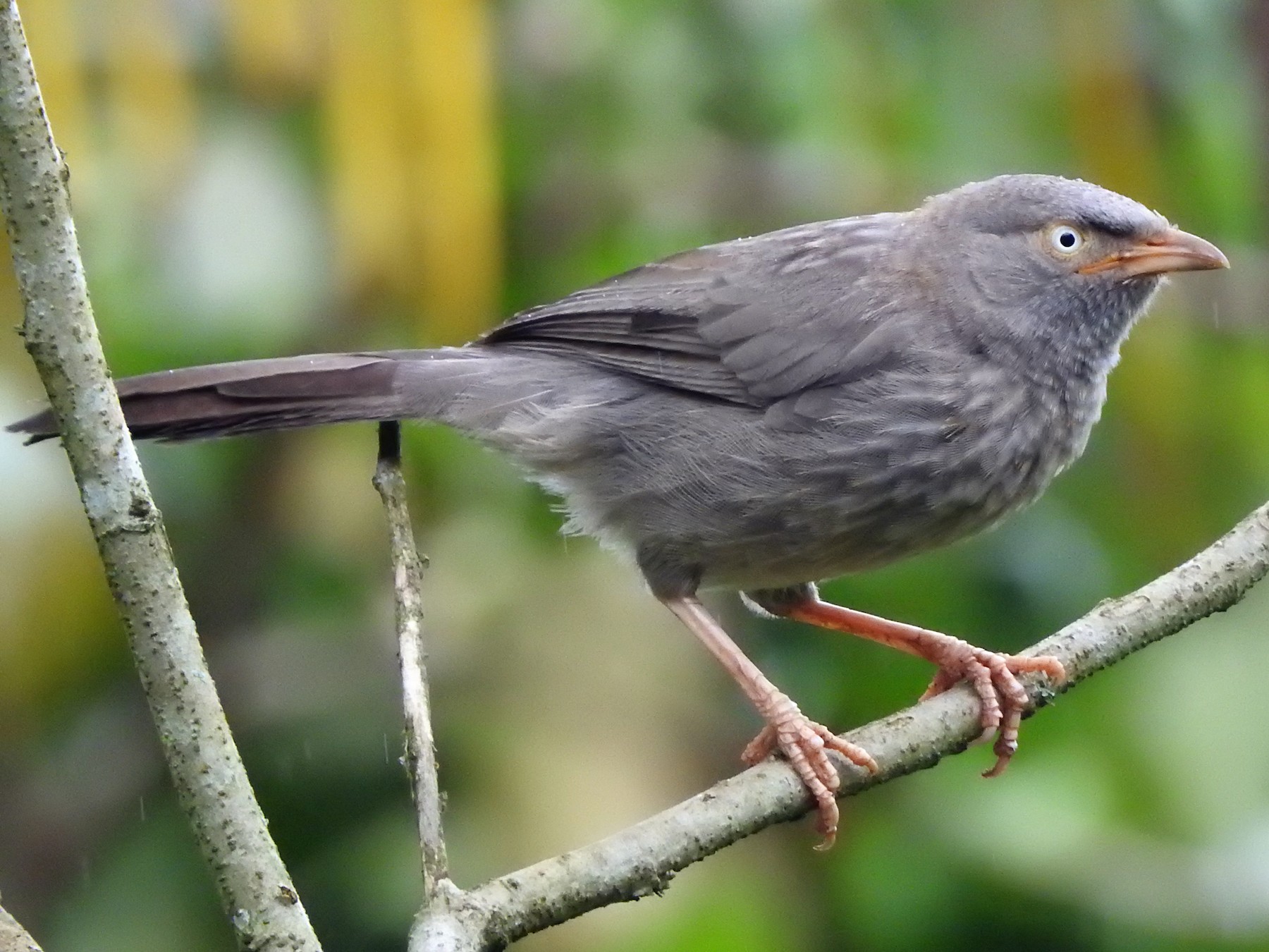 Jungle Babbler - eBird