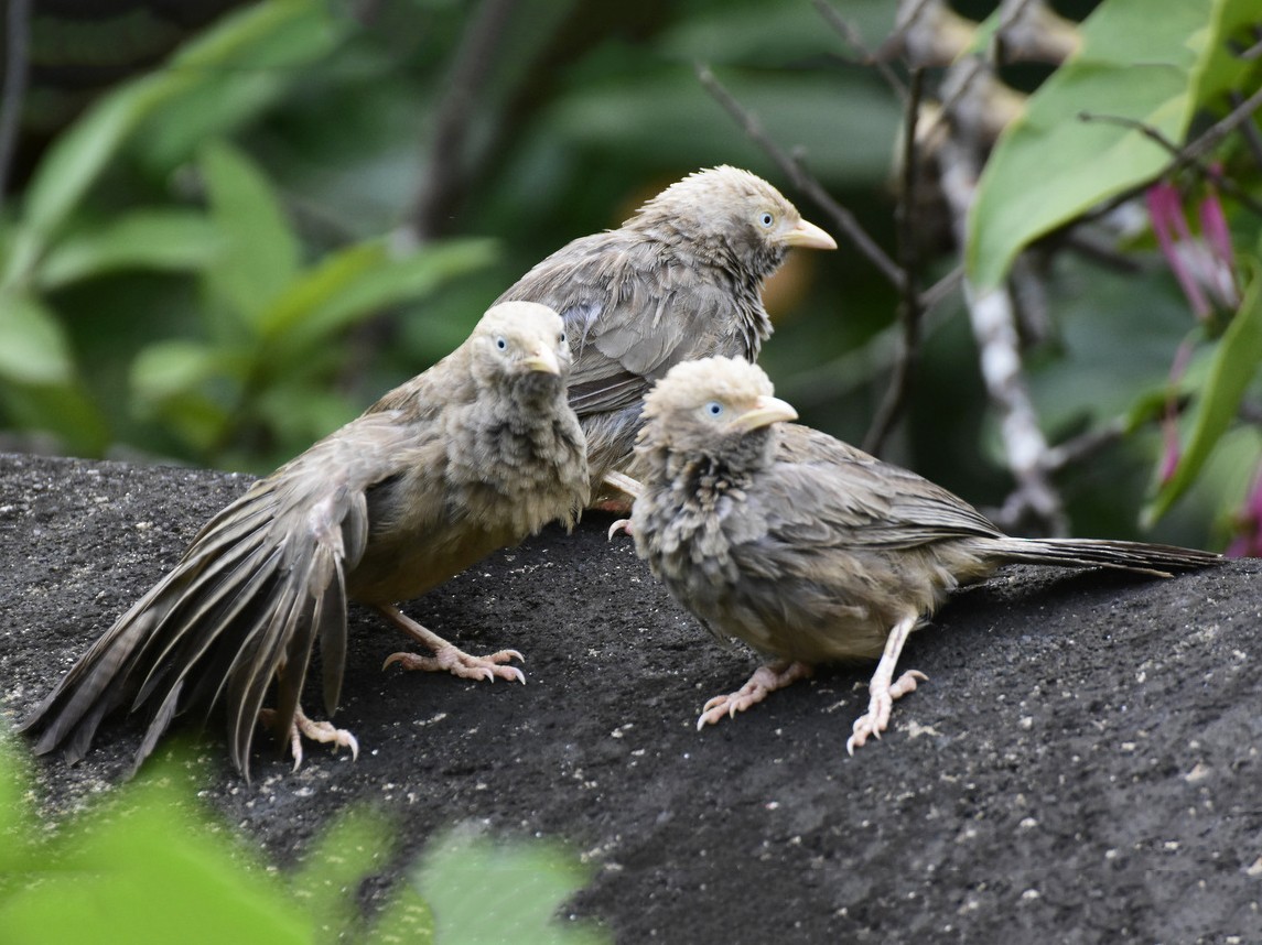 Yellow-billed Babbler - eBird