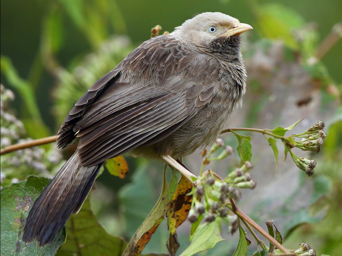 Yellow-billed Babbler - Argya affinis - Birds of the World