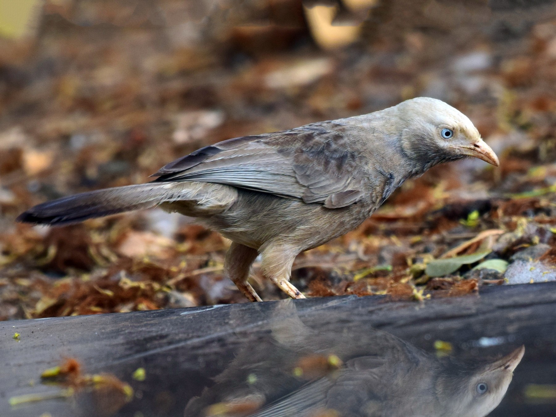 Yellow-billed Babbler - eBird
