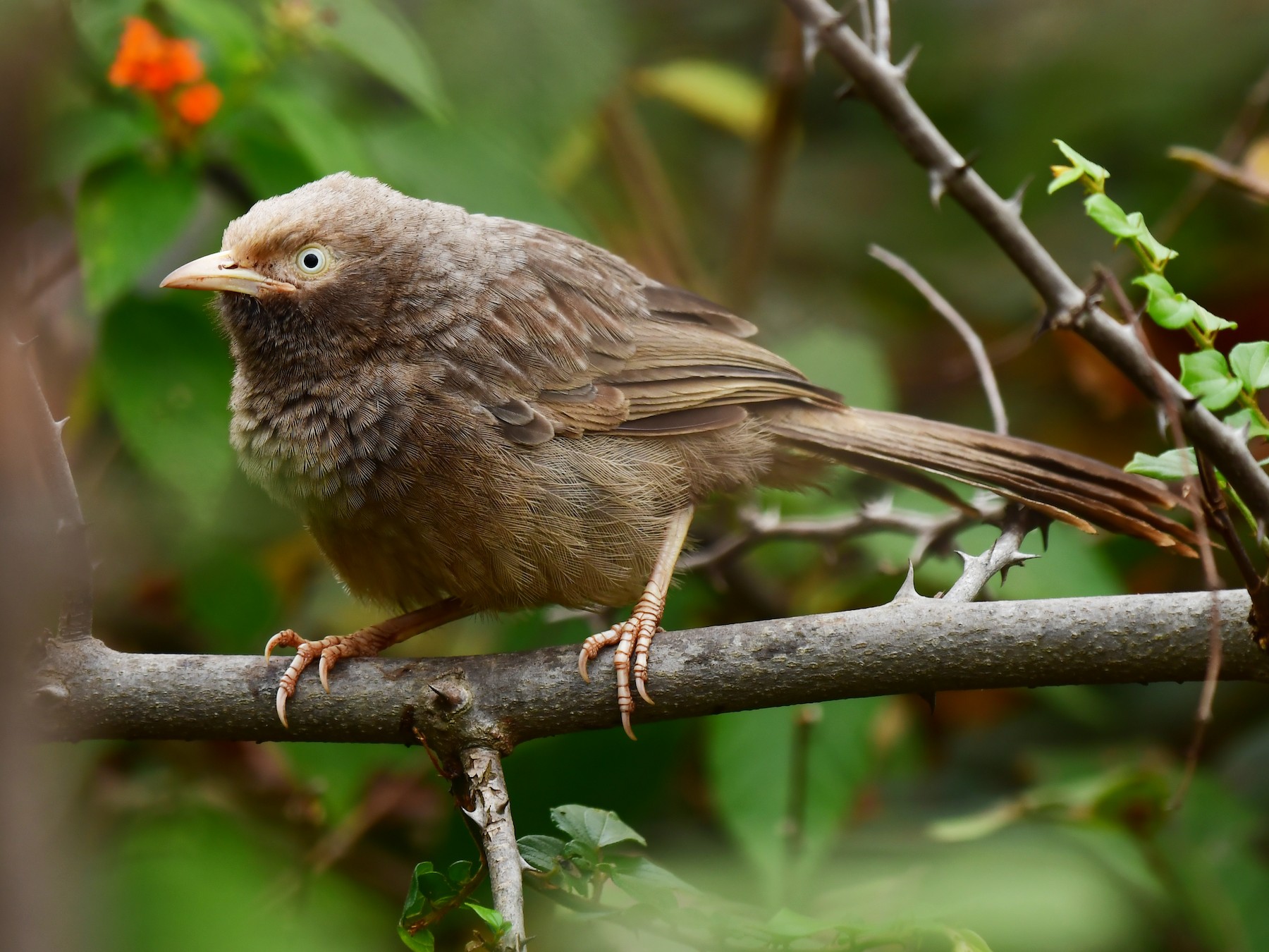 Yellow-billed Babbler - eBird