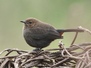 Indian Robin - eBird