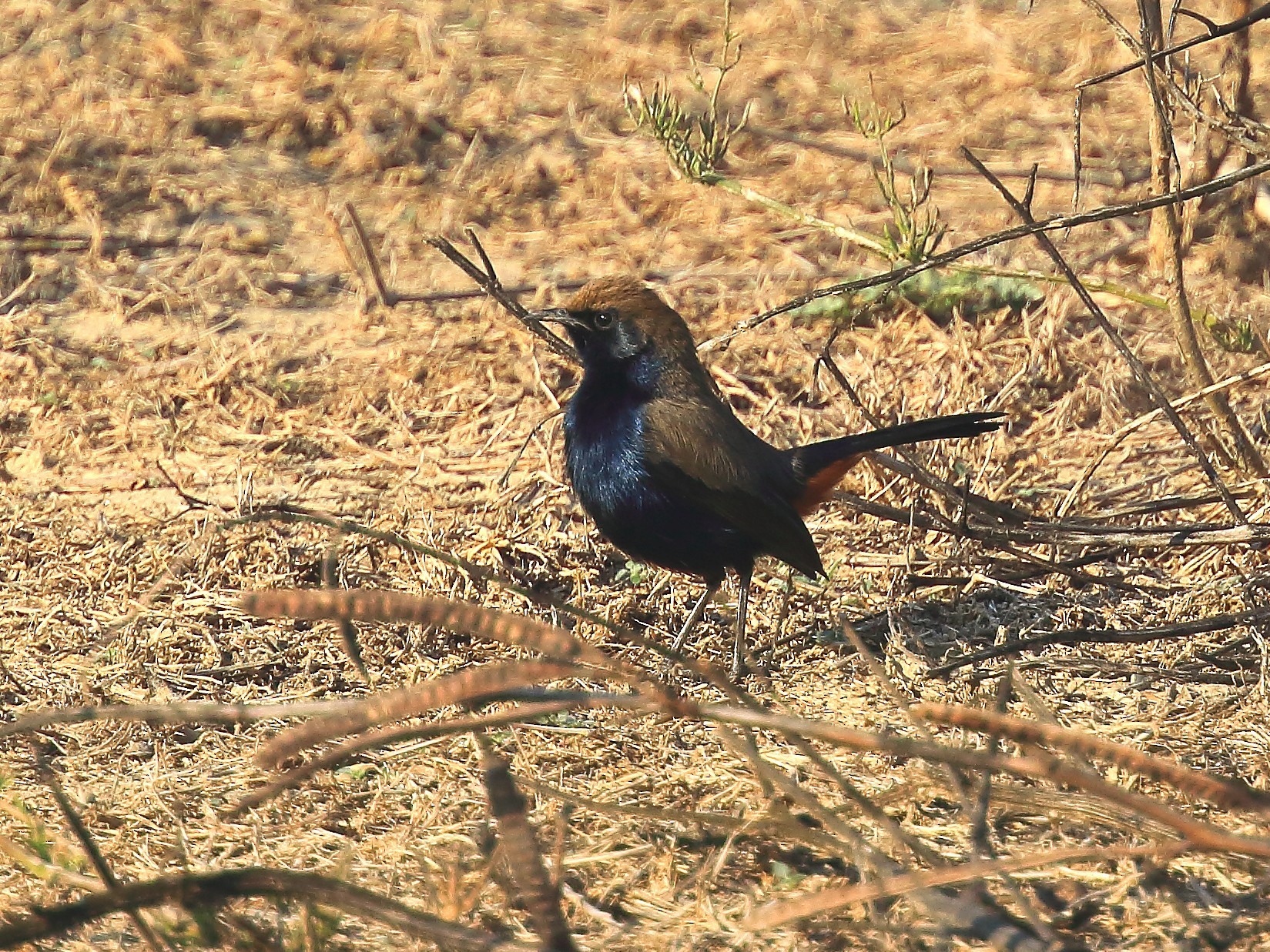 Indian Robin - eBird