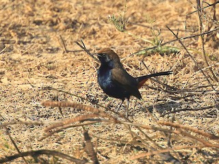 Indian Robin - eBird