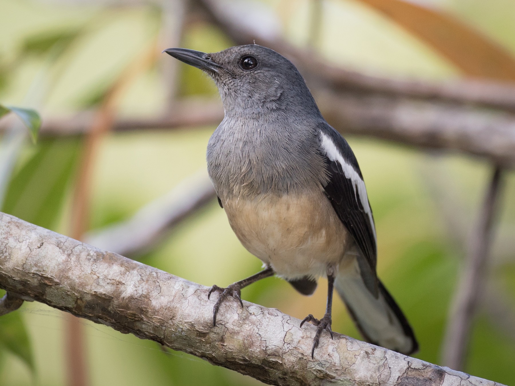 Oriental Magpie-Robin - eBird