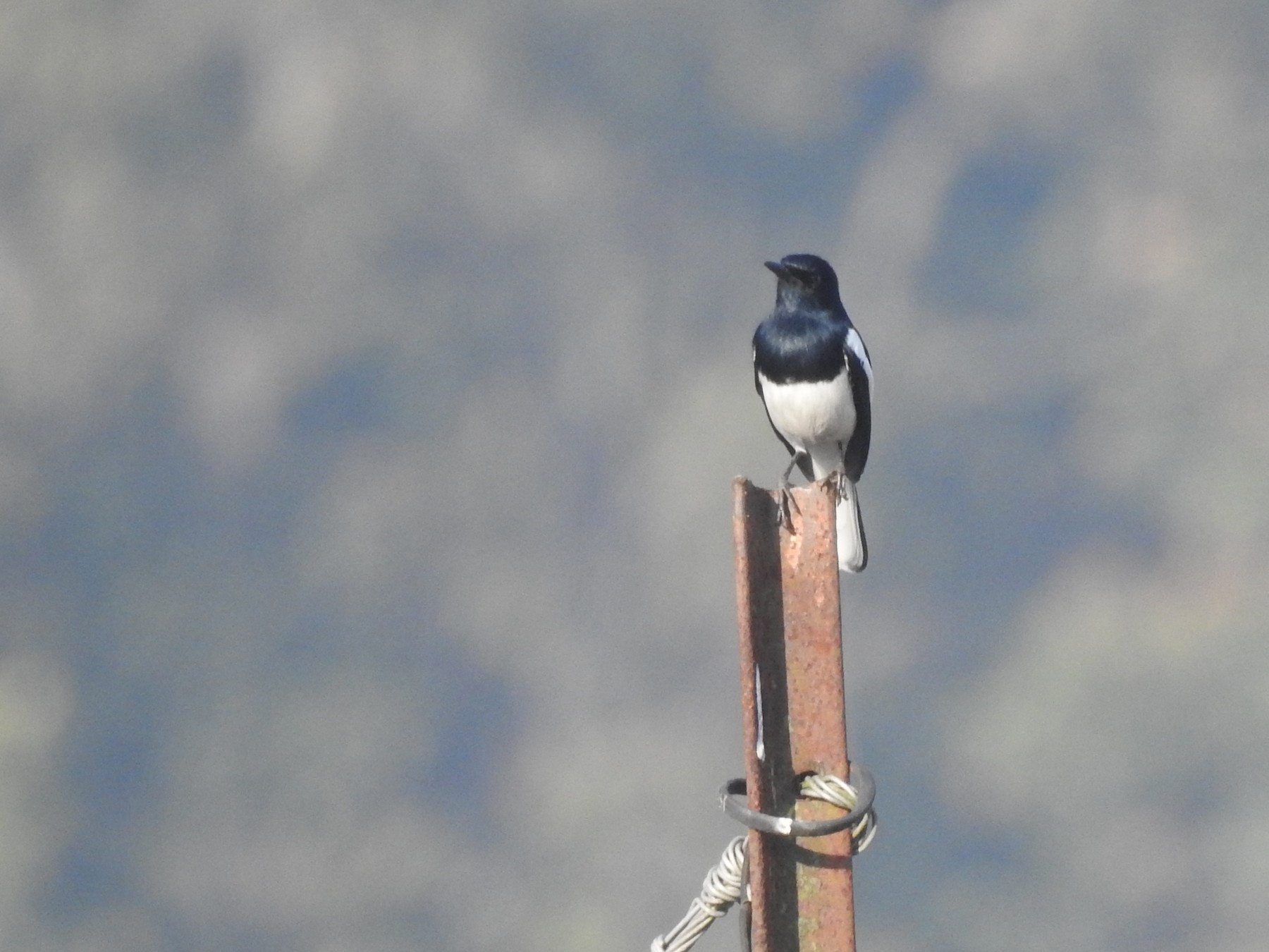 Oriental Magpie-Robin - eBird
