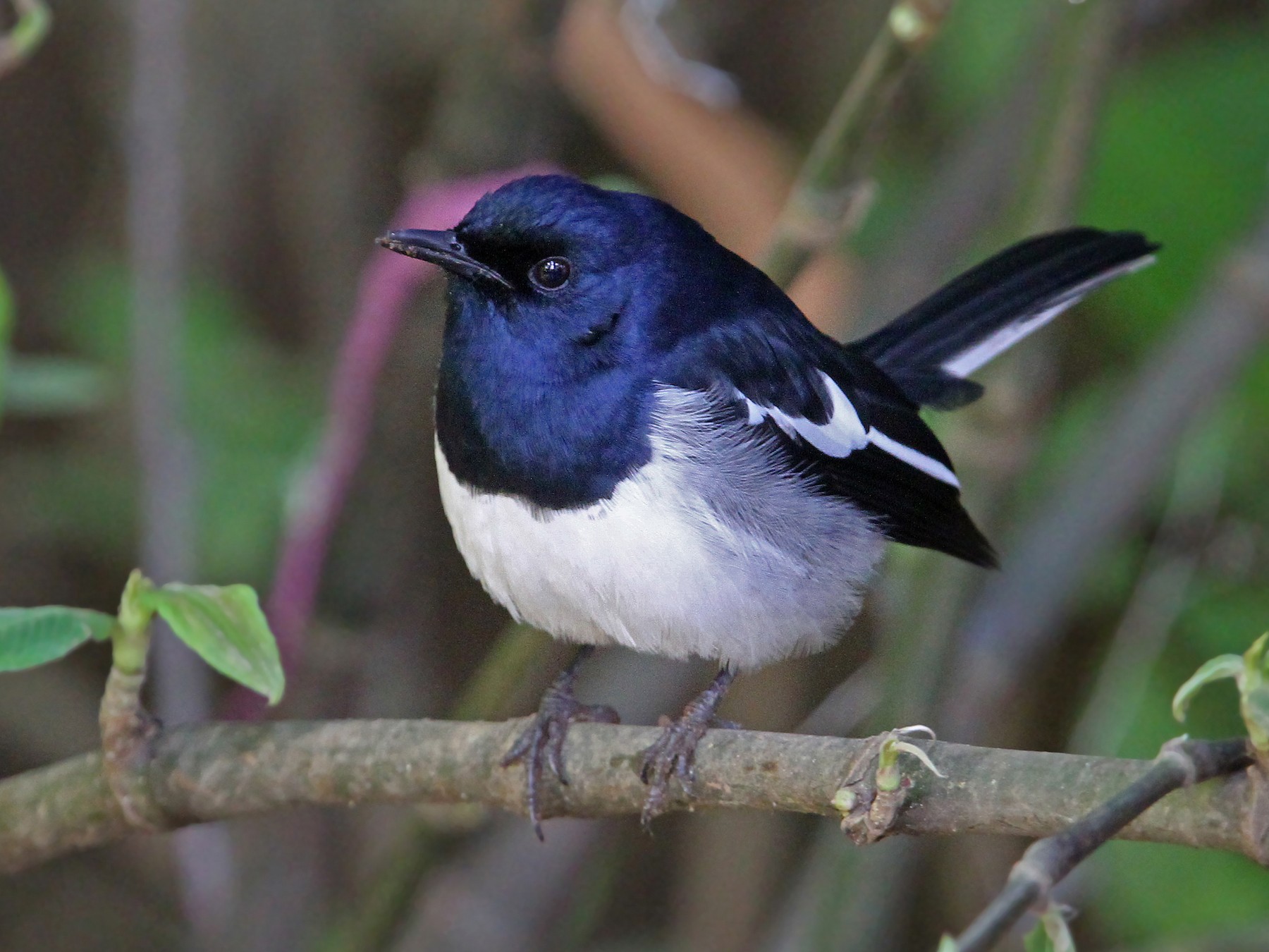 Oriental Magpie-Robin - eBird