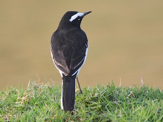 White-browed Wagtail - eBird