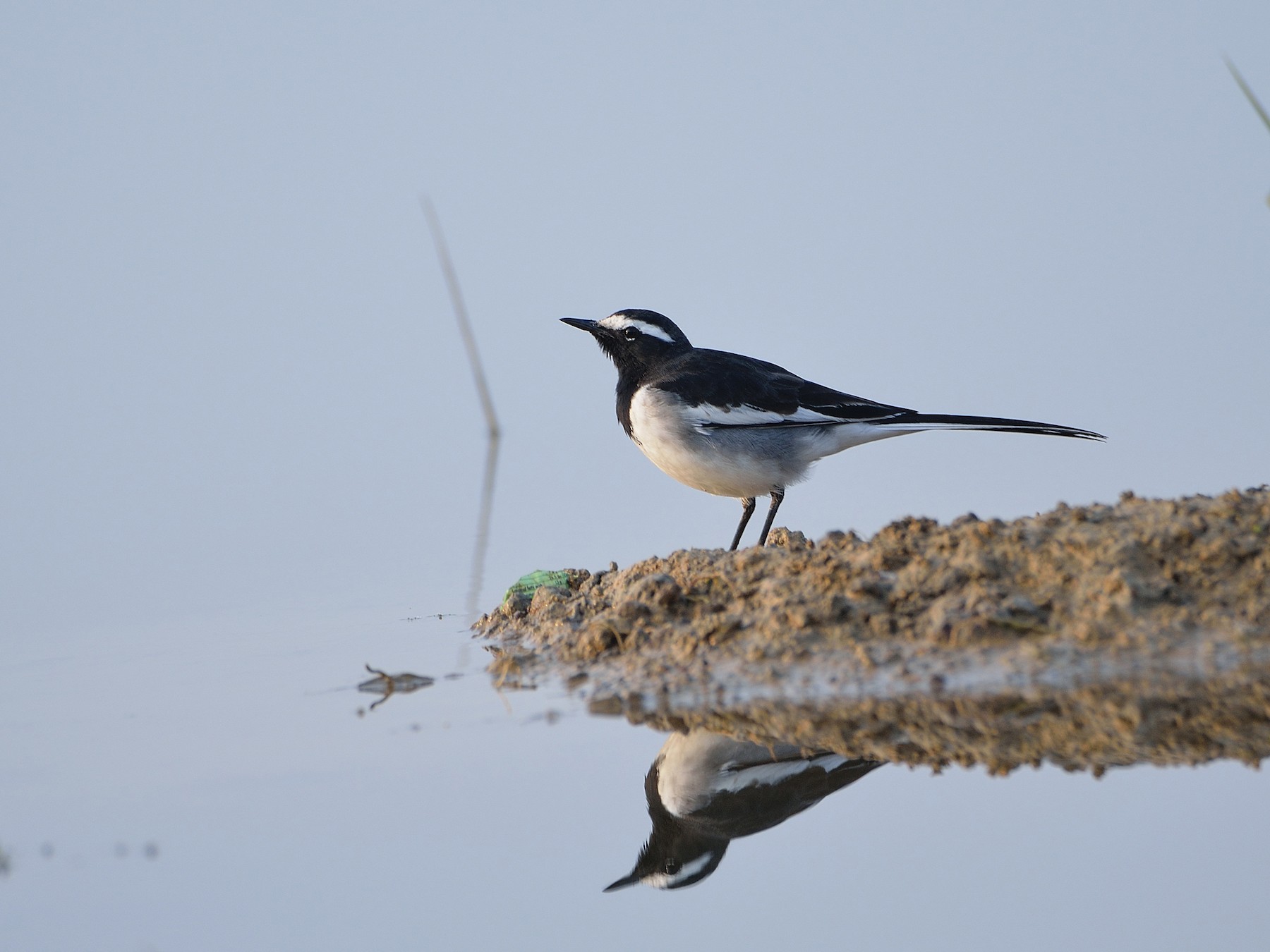White-browed Wagtail (Large Pied Wagtail) - eBird