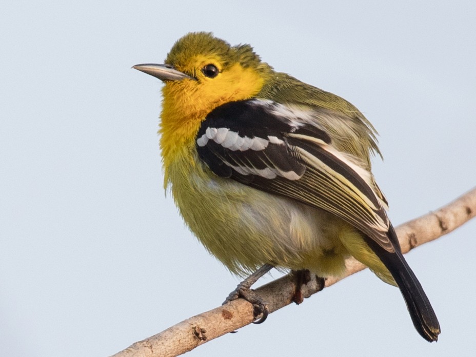 Common Iora - eBird