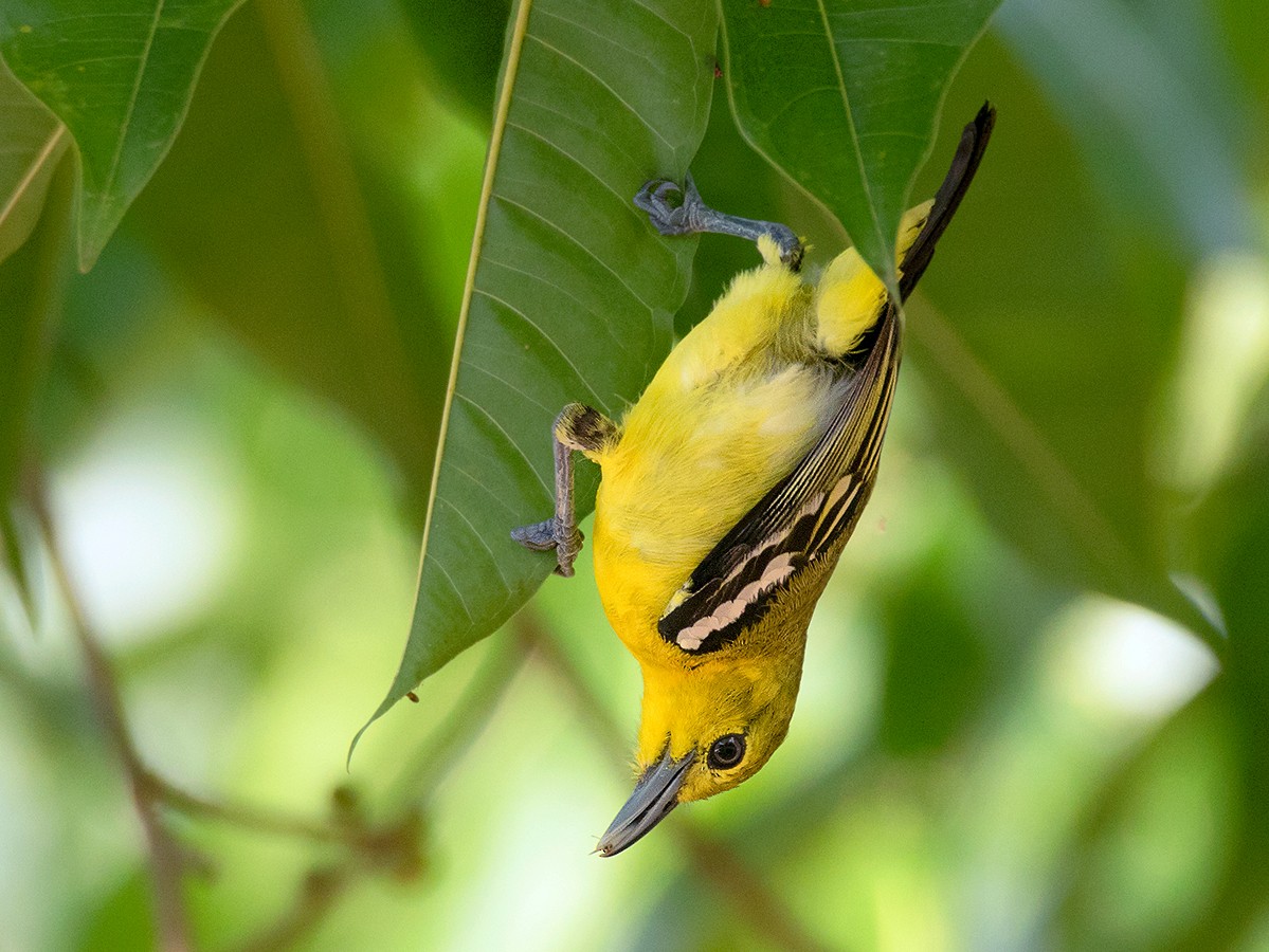 Common Iora - eBird