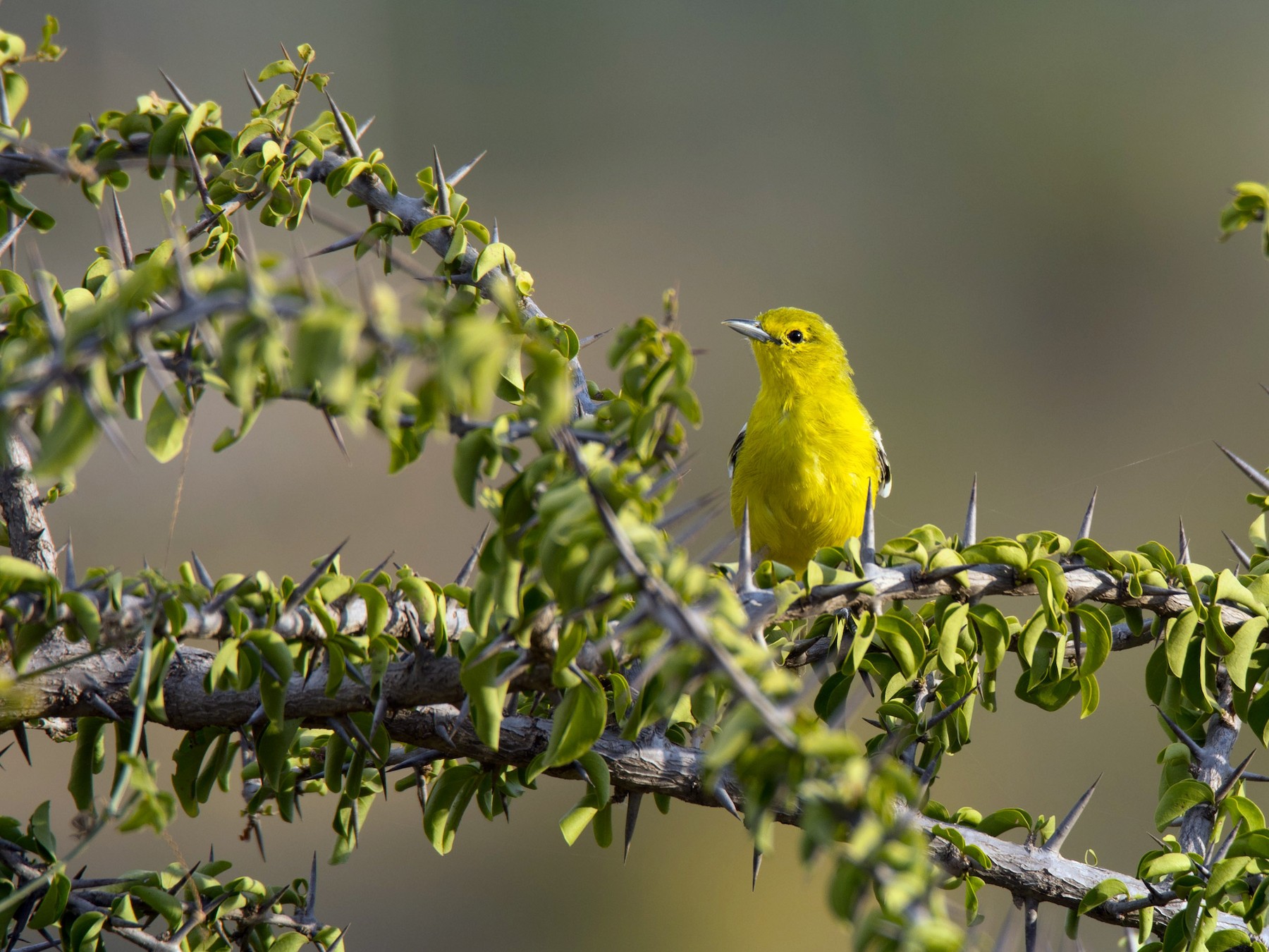 Common Iora - eBird