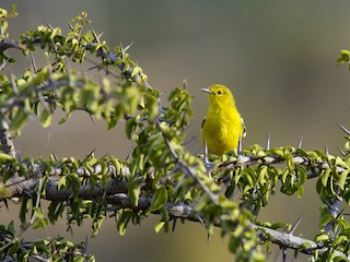 Common Iora - eBird
