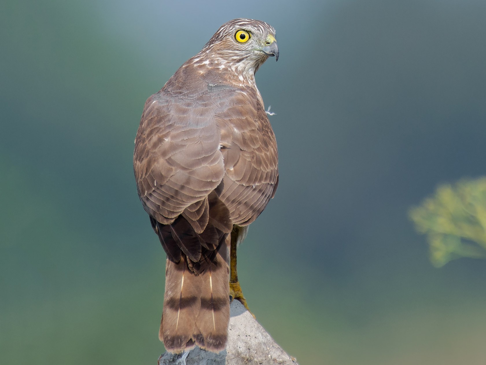 Shikra - eBird