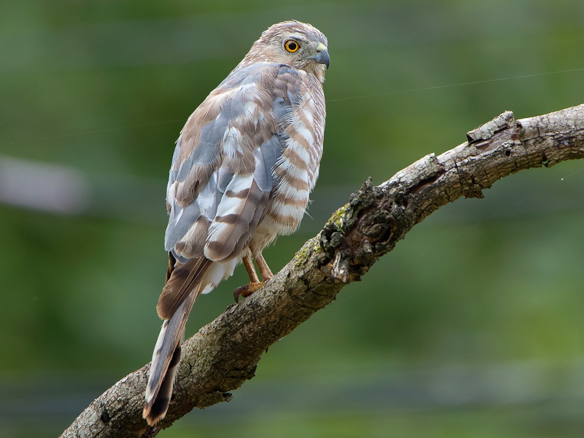 Shikra - eBird