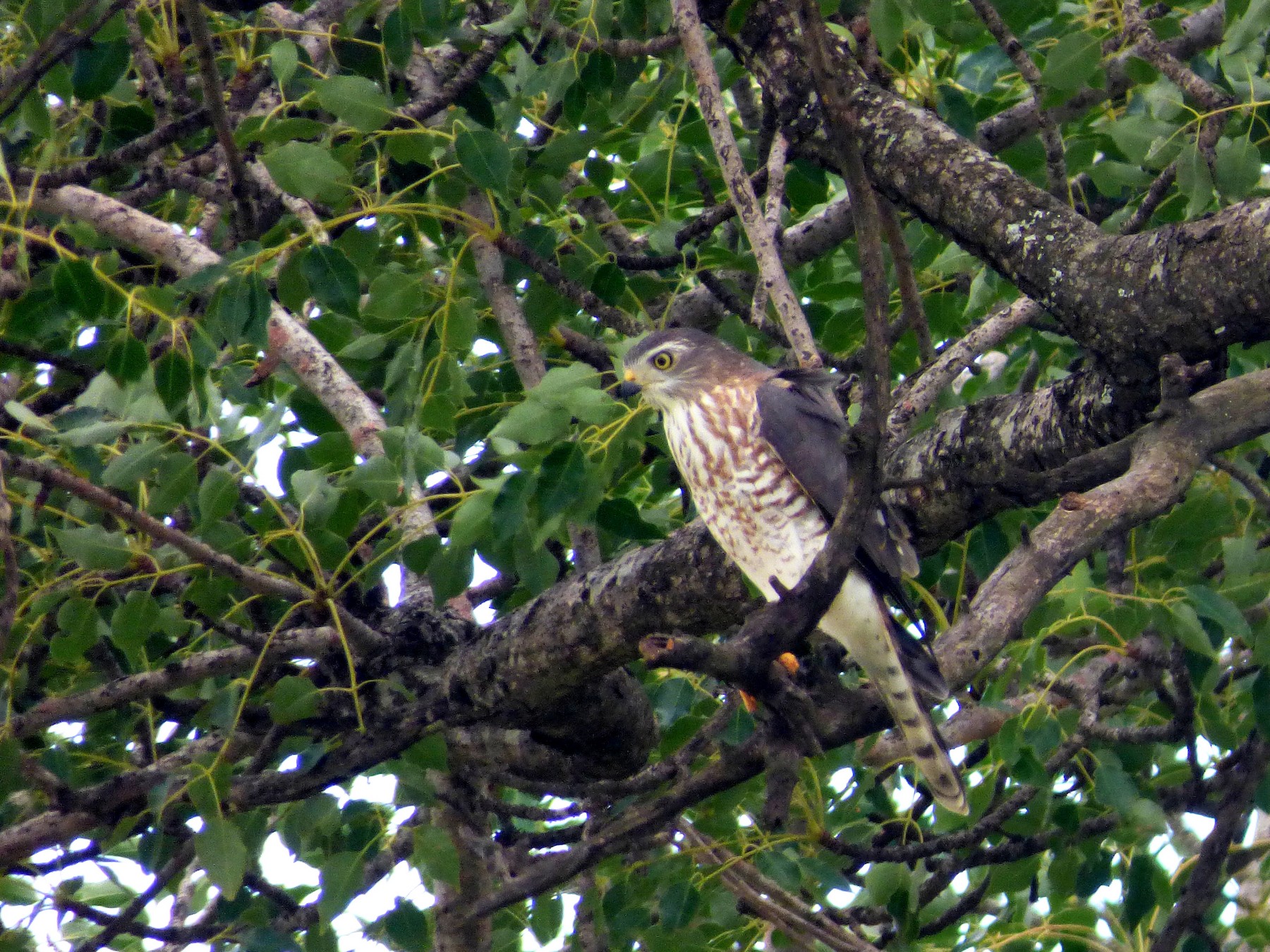 Shikra - eBird
