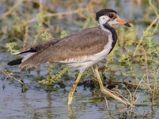 Red-wattled Lapwing - eBird