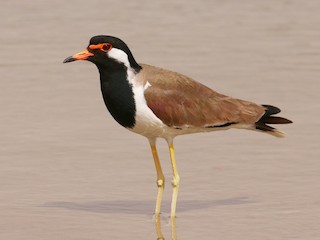 Red-wattled Lapwing - eBird
