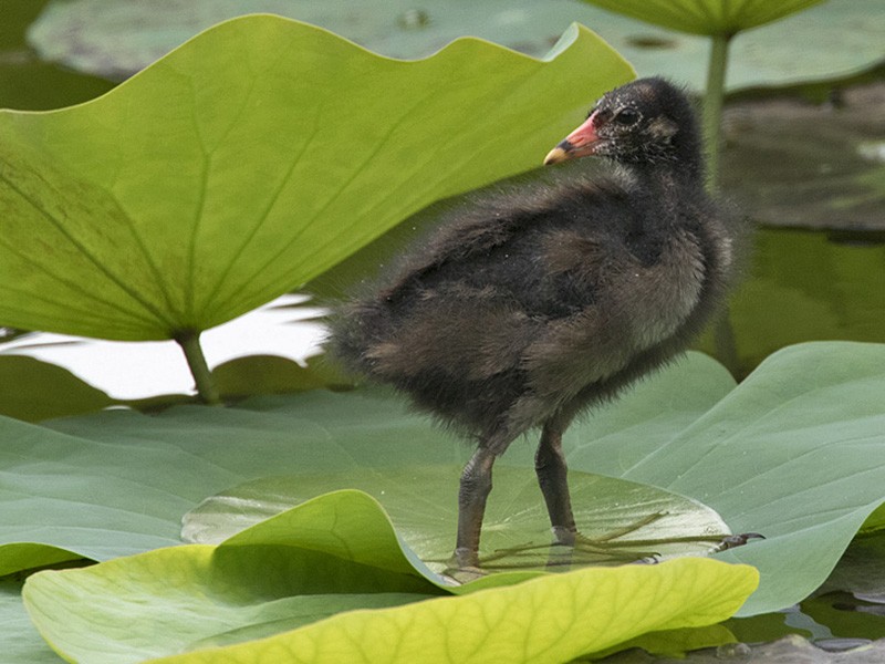 White-breasted Waterhen - eBird