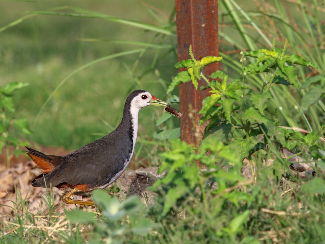 White-breasted Waterhen - eBird