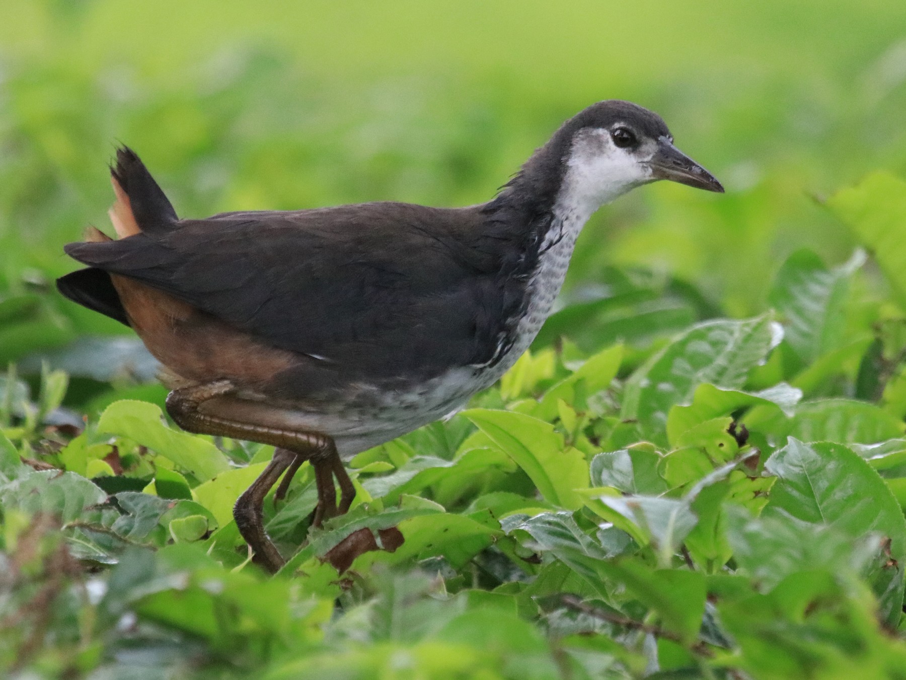 White-breasted Waterhen - eBird