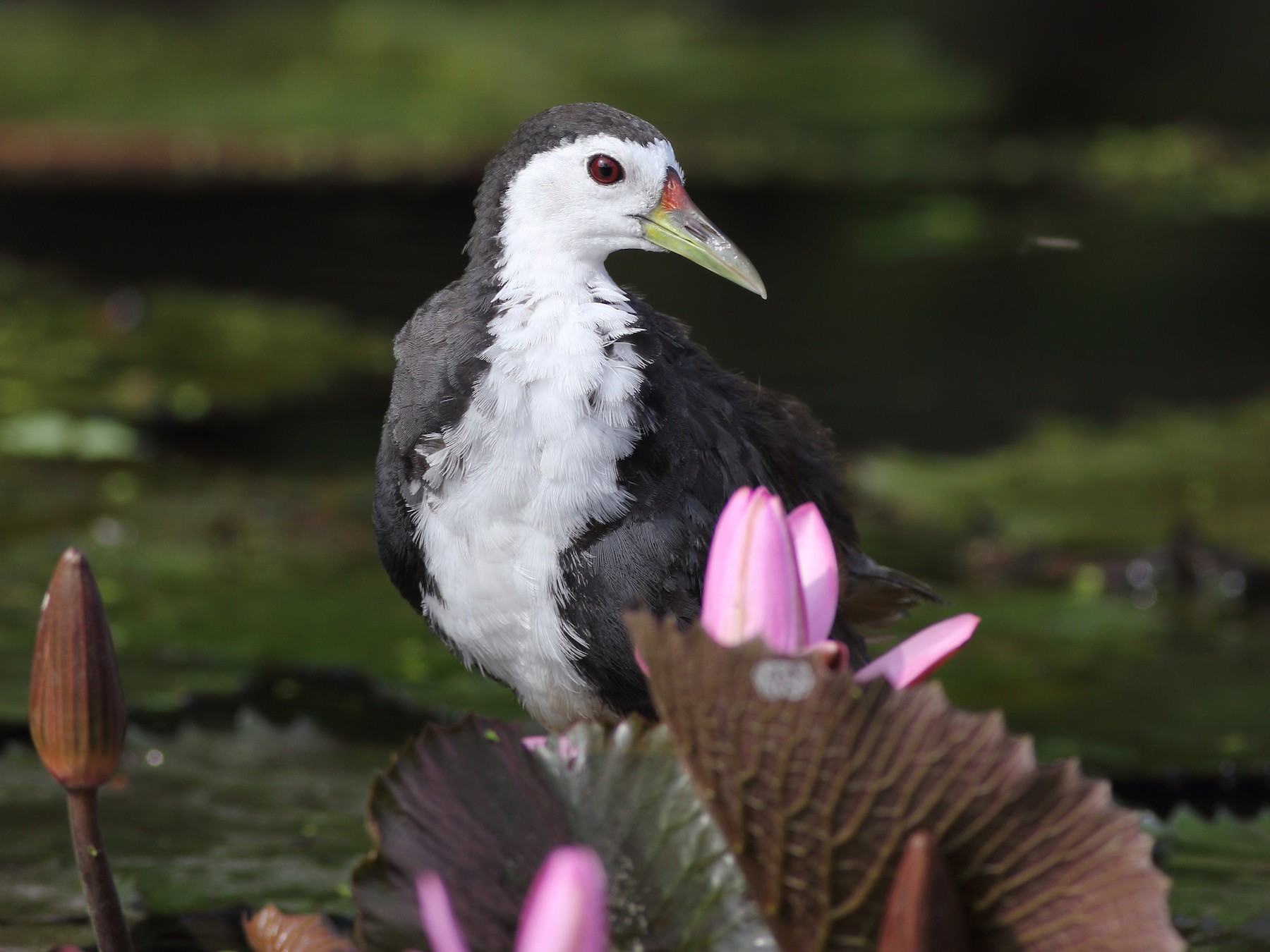 White-breasted Waterhen - eBird