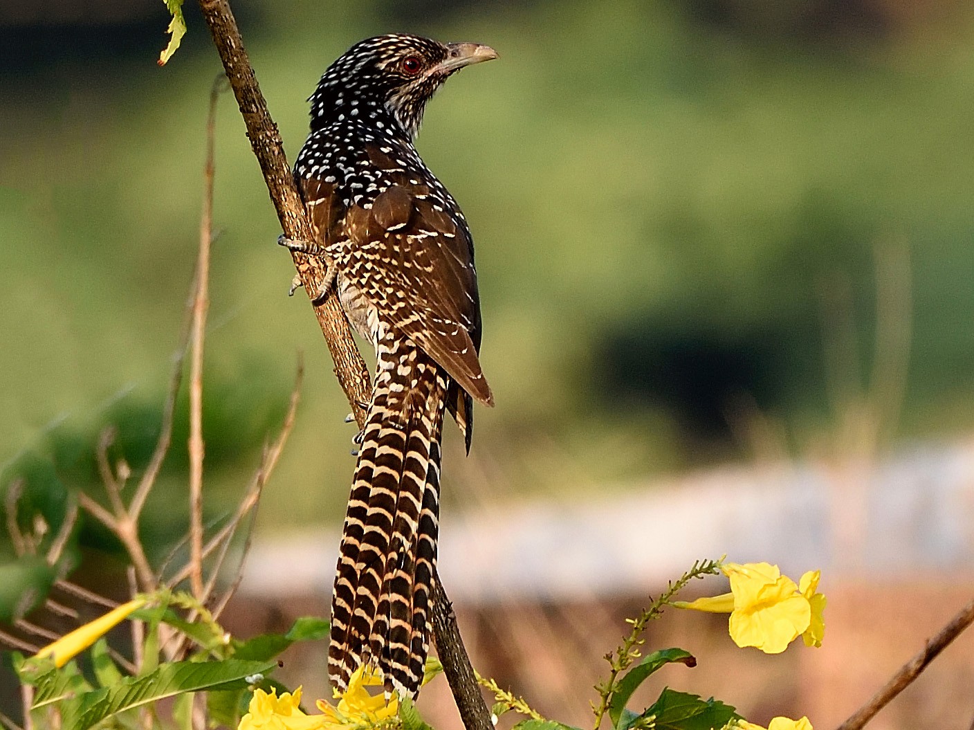 Asian Koel - eBird