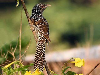 Asian Koel - eBird