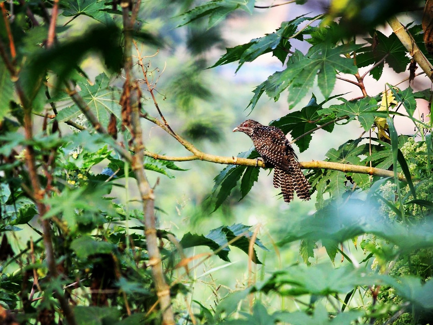 Asian Koel - eBird