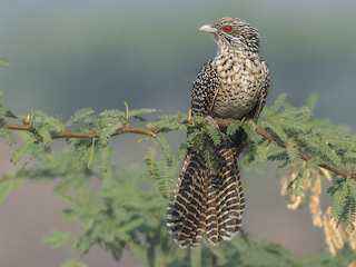 Female Koel Bird